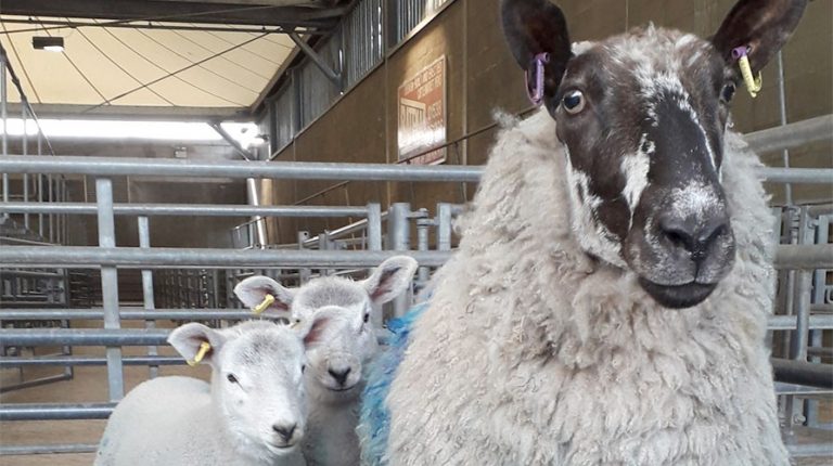 Bakewell Market Thursday Lunchtime Sheep Sale for Thursday 2nd July ...