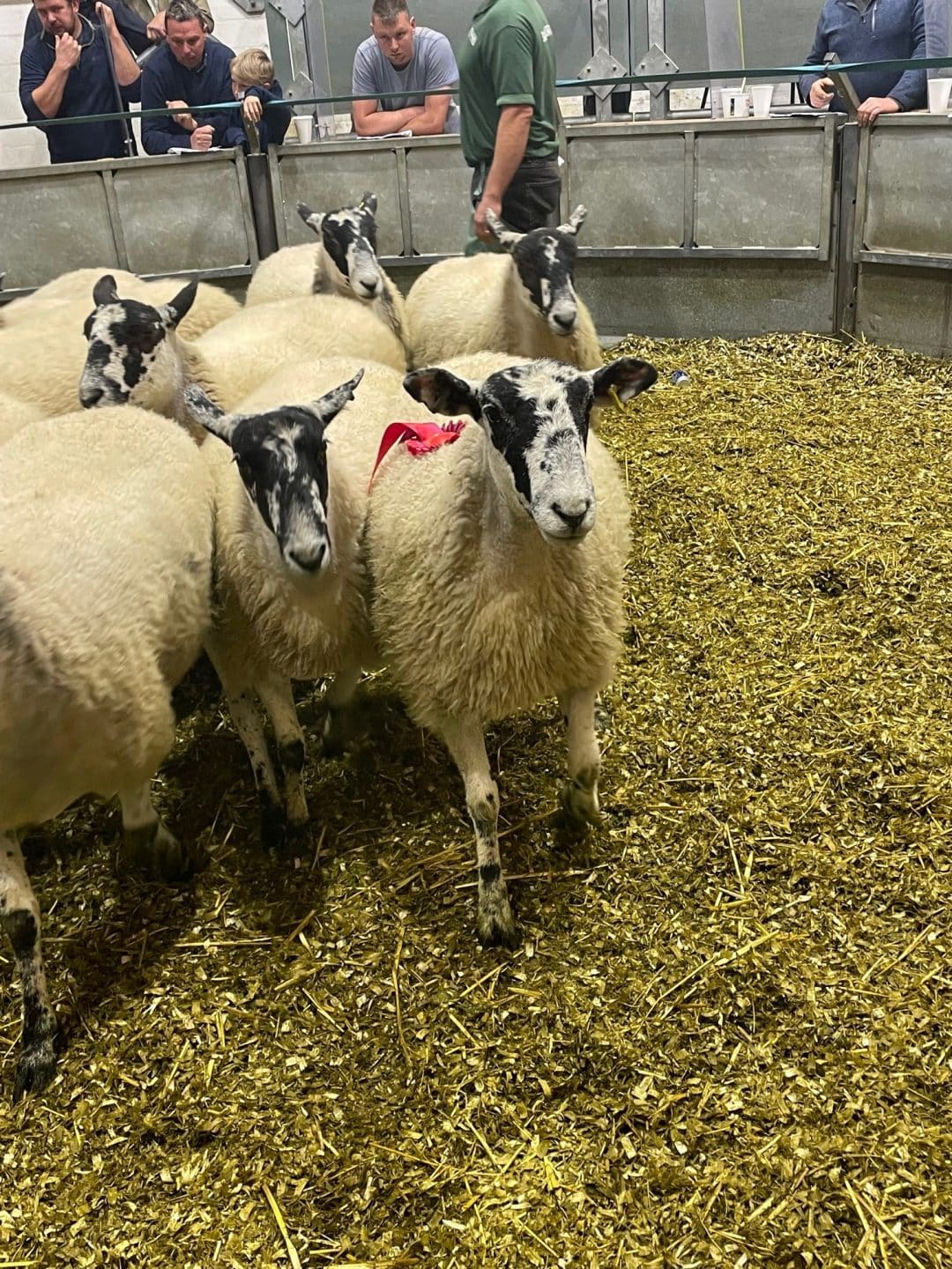 Bakewell Market Sale of Theaves & Ewes - Bagshaws
