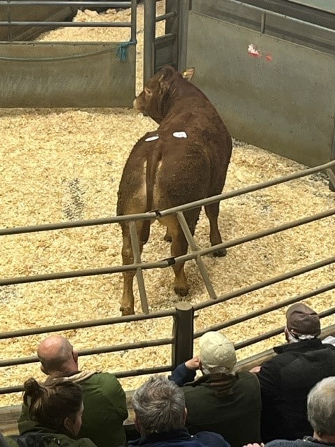 HPLS Store Cattle Sale - Bagshaws