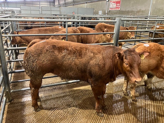 HPLS Store Cattle - Bagshaws