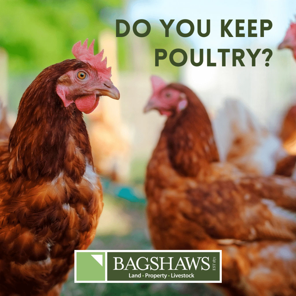 Livestock & Dairy - Bagshaws