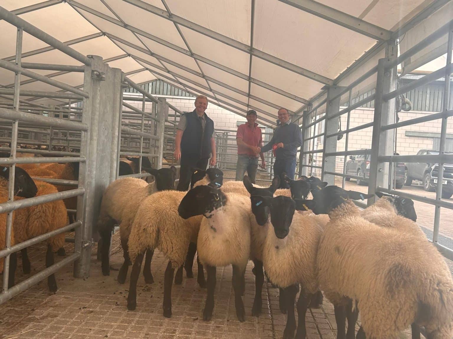 Ewe Lambs Show & Sale - Bagshaws